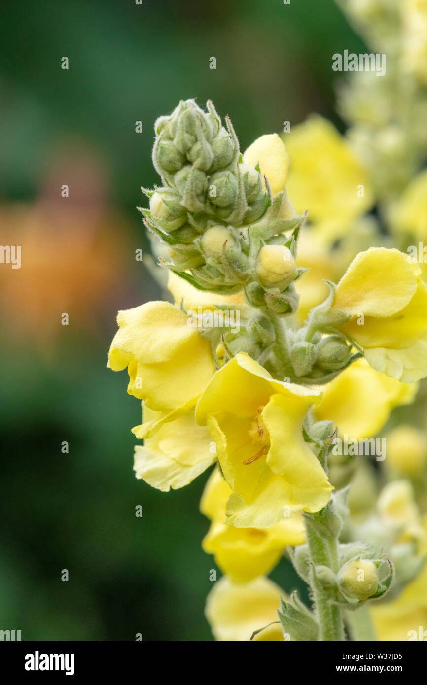 Yellow great bloom hi-res stock photography and images - Alamy