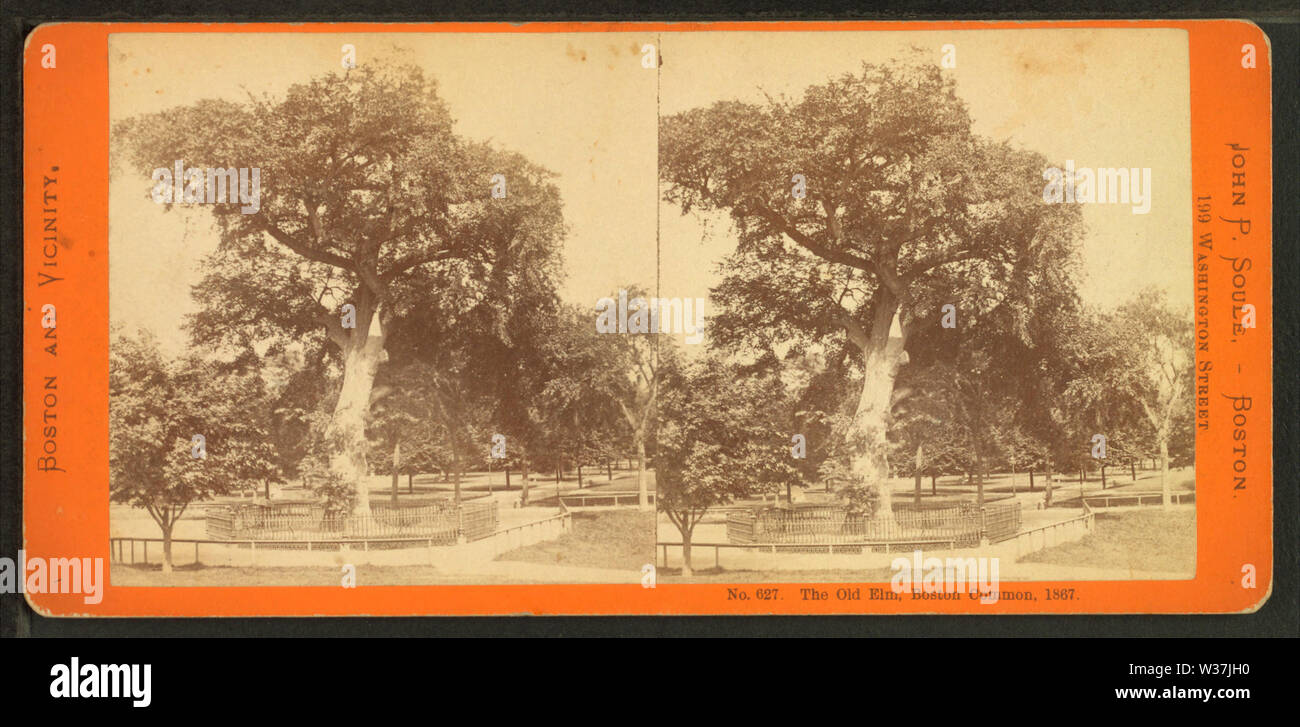 The Old elm, Boston Common, 1876, from Robert N Dennis collection of ...