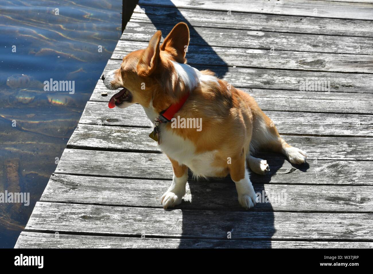 A red sable Pembroke Welsh Corgi Stock Photo - Alamy