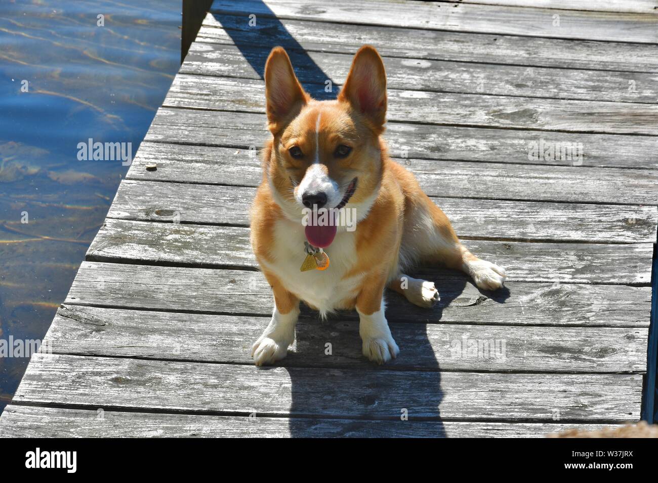 A red sable Pembroke Welsh Corgi Stock Photo - Alamy