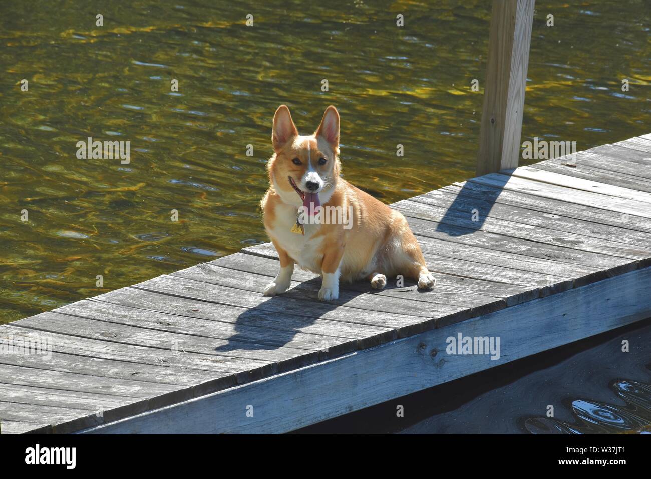 A red sable Pembroke Welsh Corgi Stock Photo - Alamy