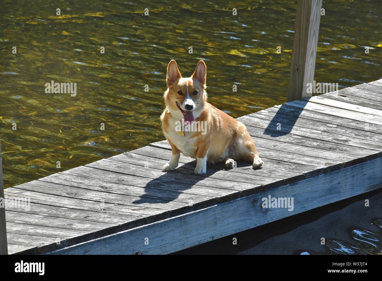 A red sable Pembroke Welsh Corgi Stock Photo - Alamy
