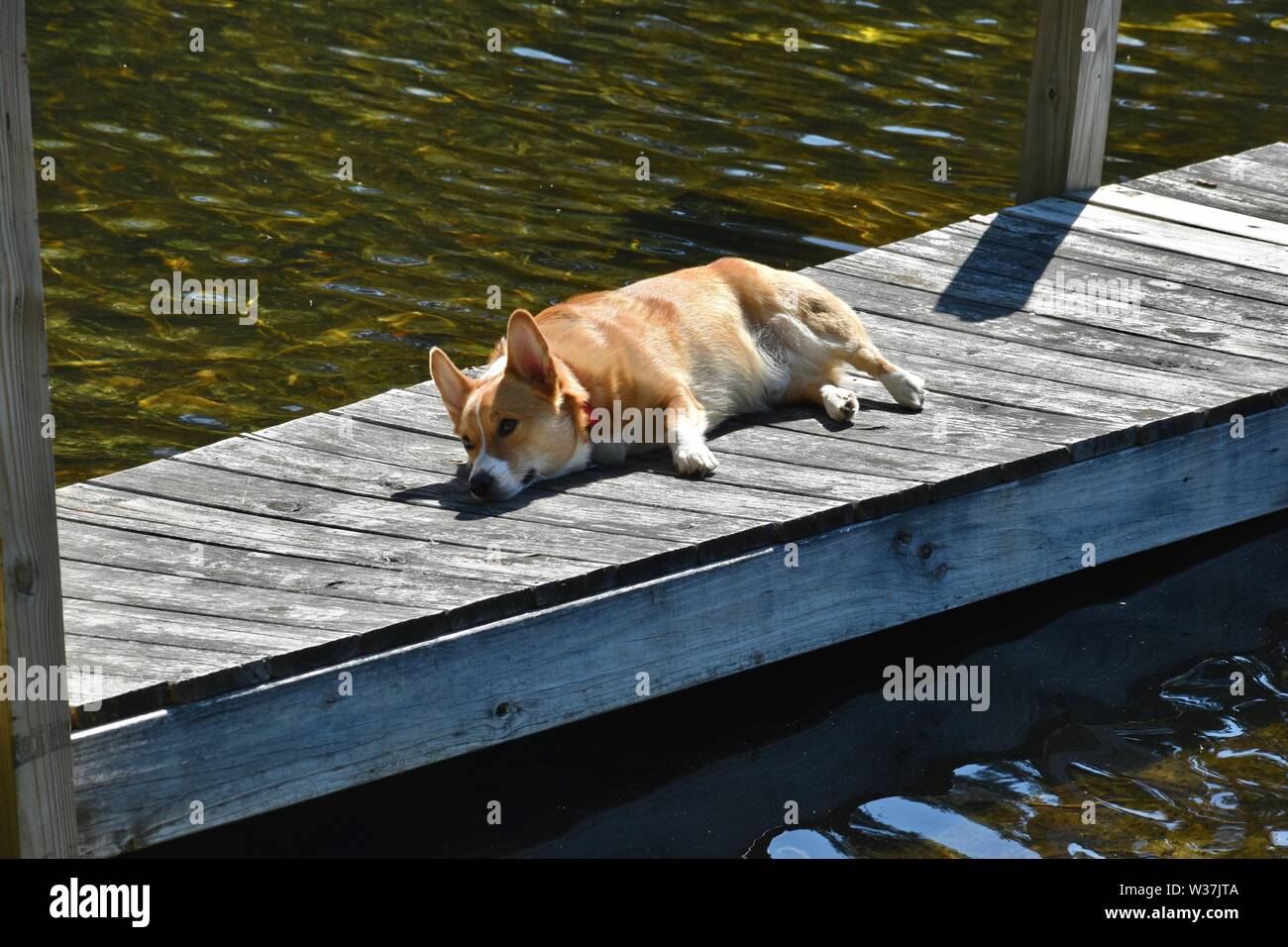 A red sable Pembroke Welsh Corgi Stock Photo - Alamy