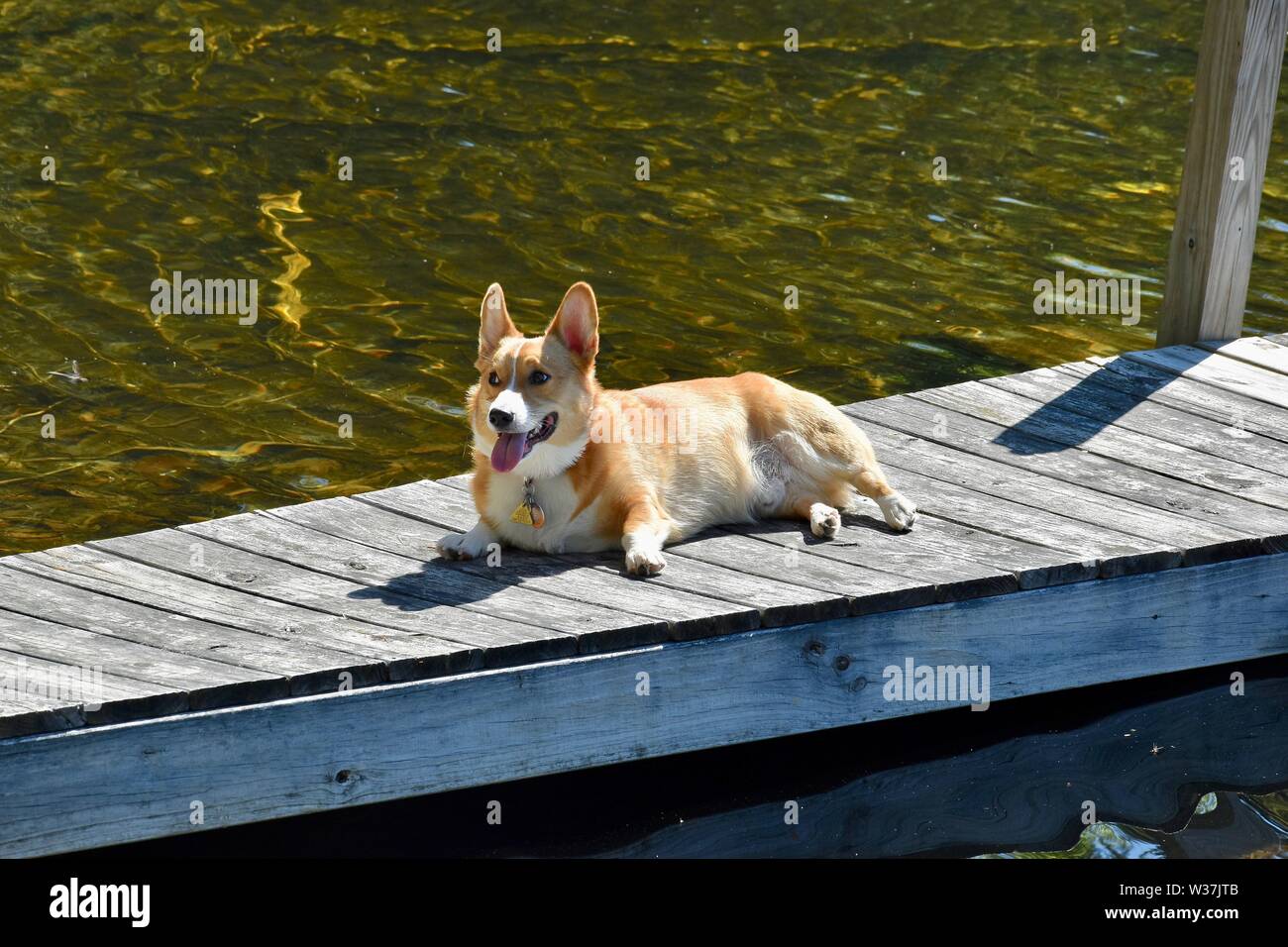 A red sable Pembroke Welsh Corgi Stock Photo - Alamy