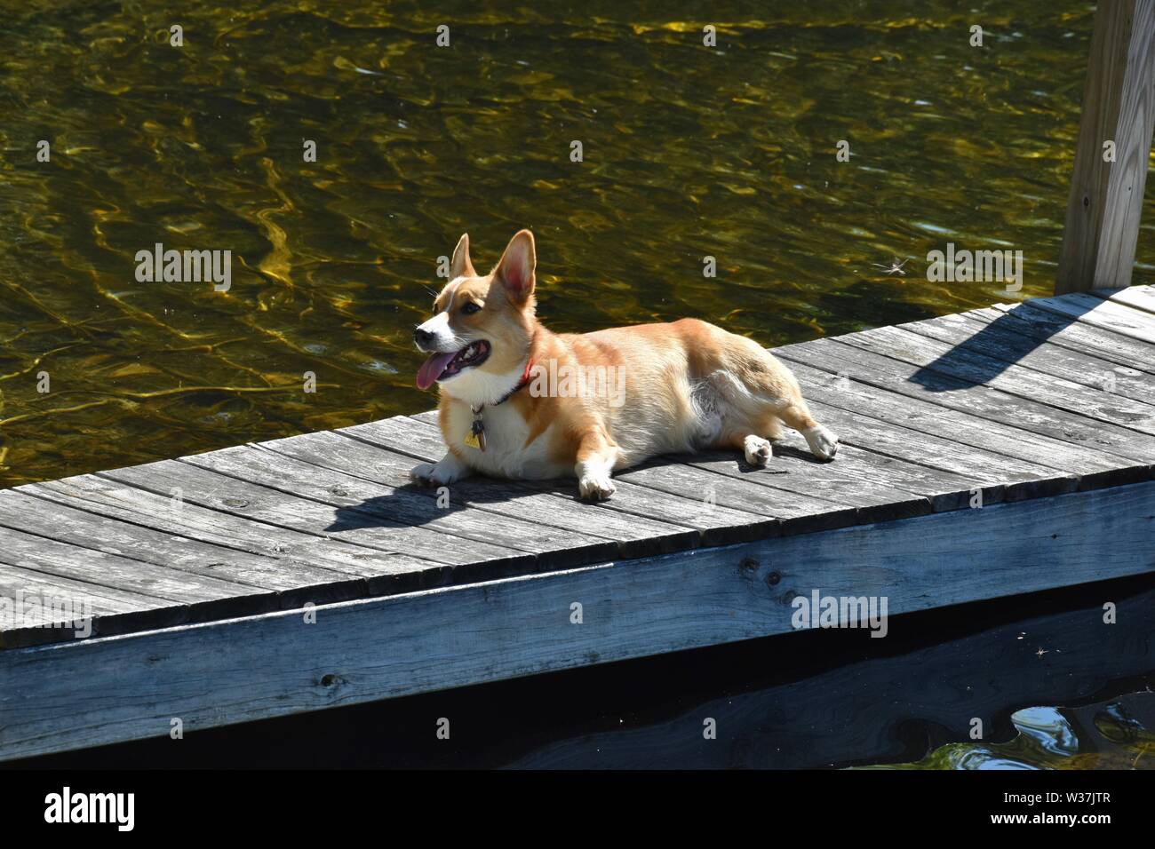 A red sable Pembroke Welsh Corgi Stock Photo - Alamy