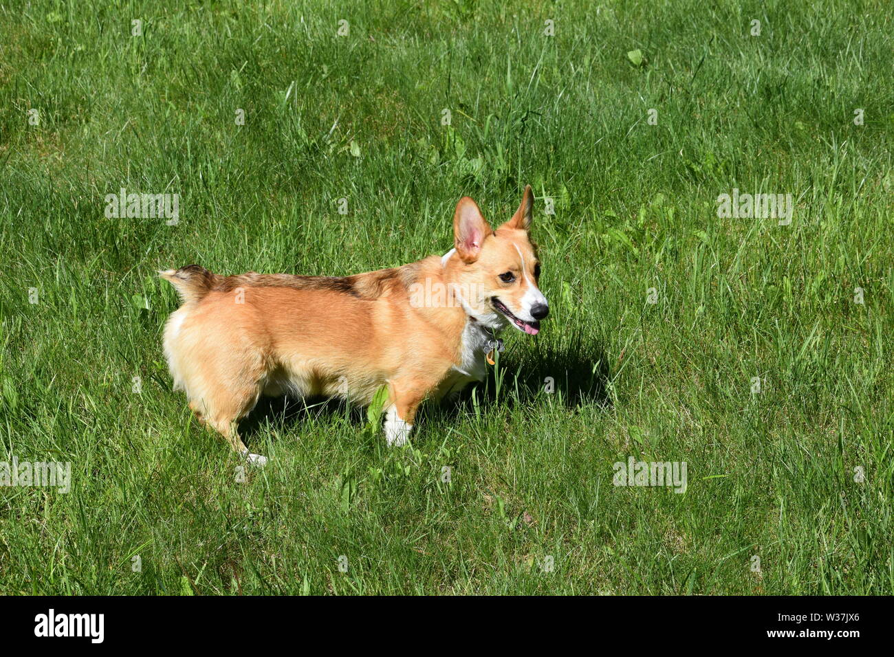 A red sable Pembroke Welsh Corgi Stock Photo - Alamy