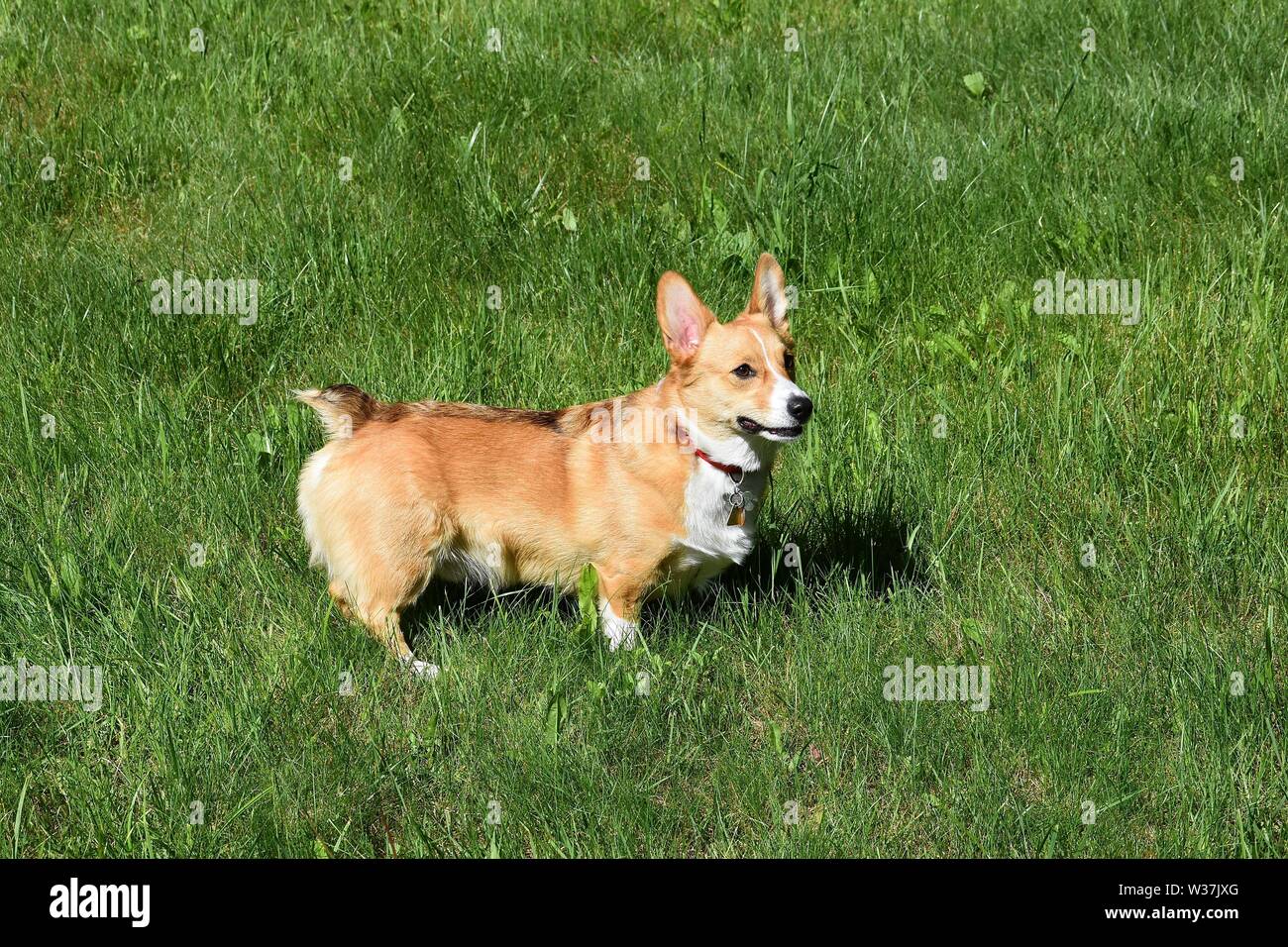 A red sable Pembroke Welsh Corgi Stock Photo - Alamy
