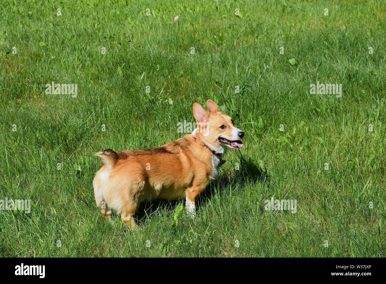 A red sable Pembroke Welsh Corgi Stock Photo - Alamy