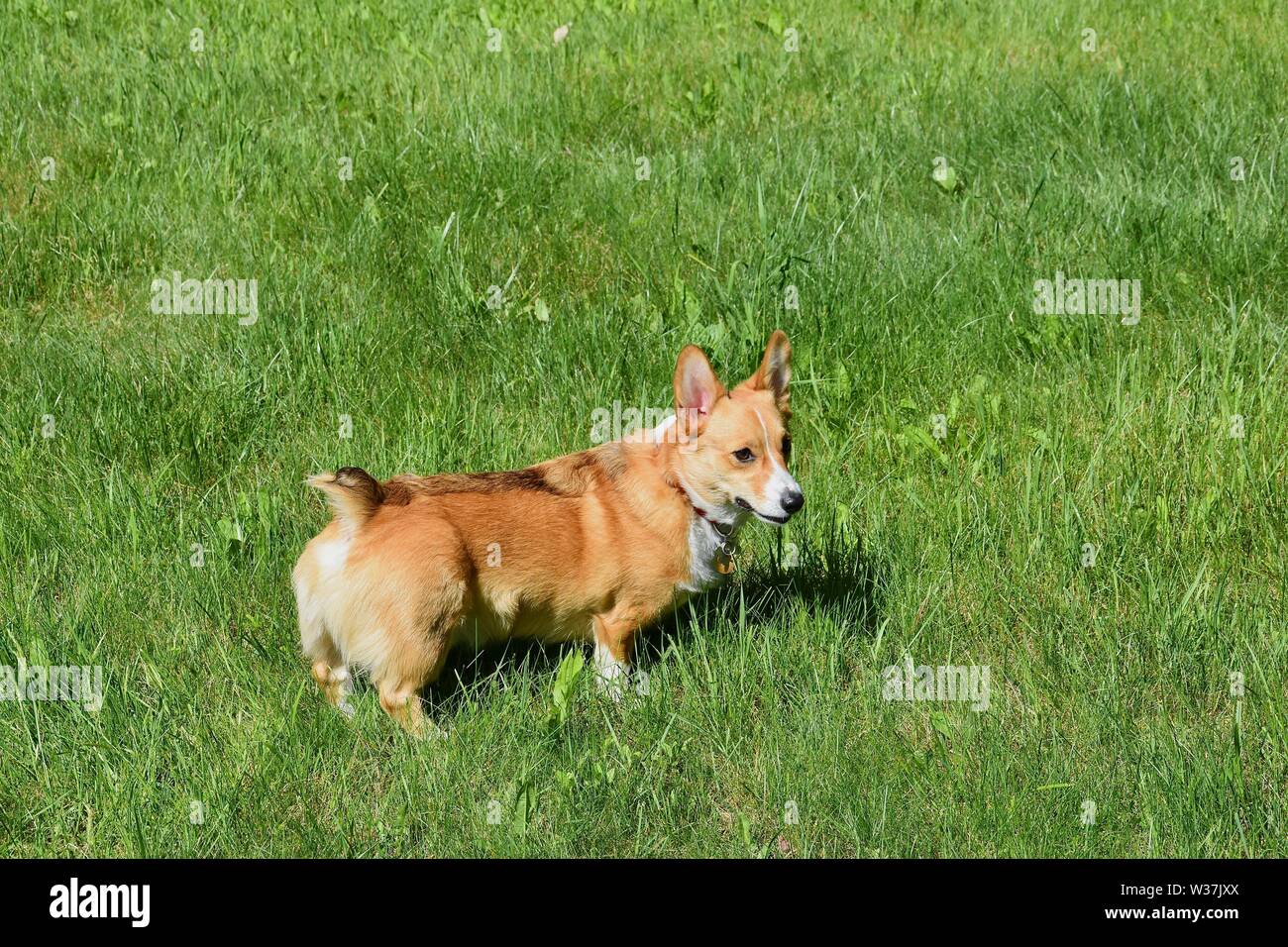 A red sable Pembroke Welsh Corgi Stock Photo - Alamy