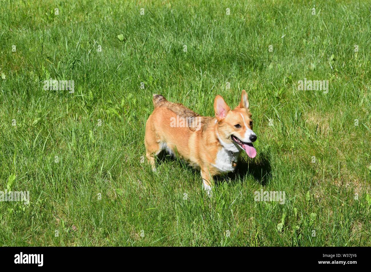 A red sable Pembroke Welsh Corgi Stock Photo - Alamy
