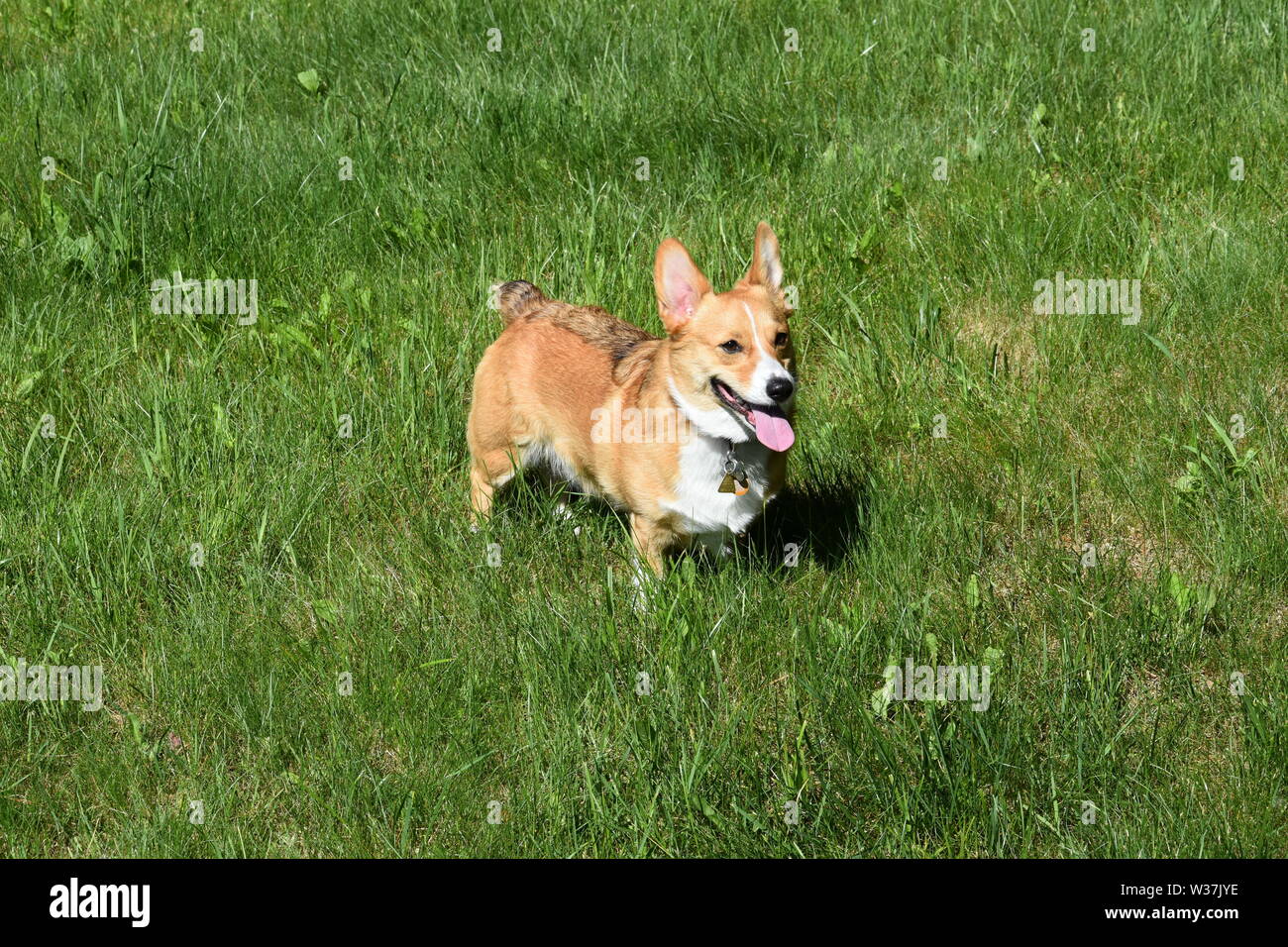 A red sable Pembroke Welsh Corgi Stock Photo - Alamy