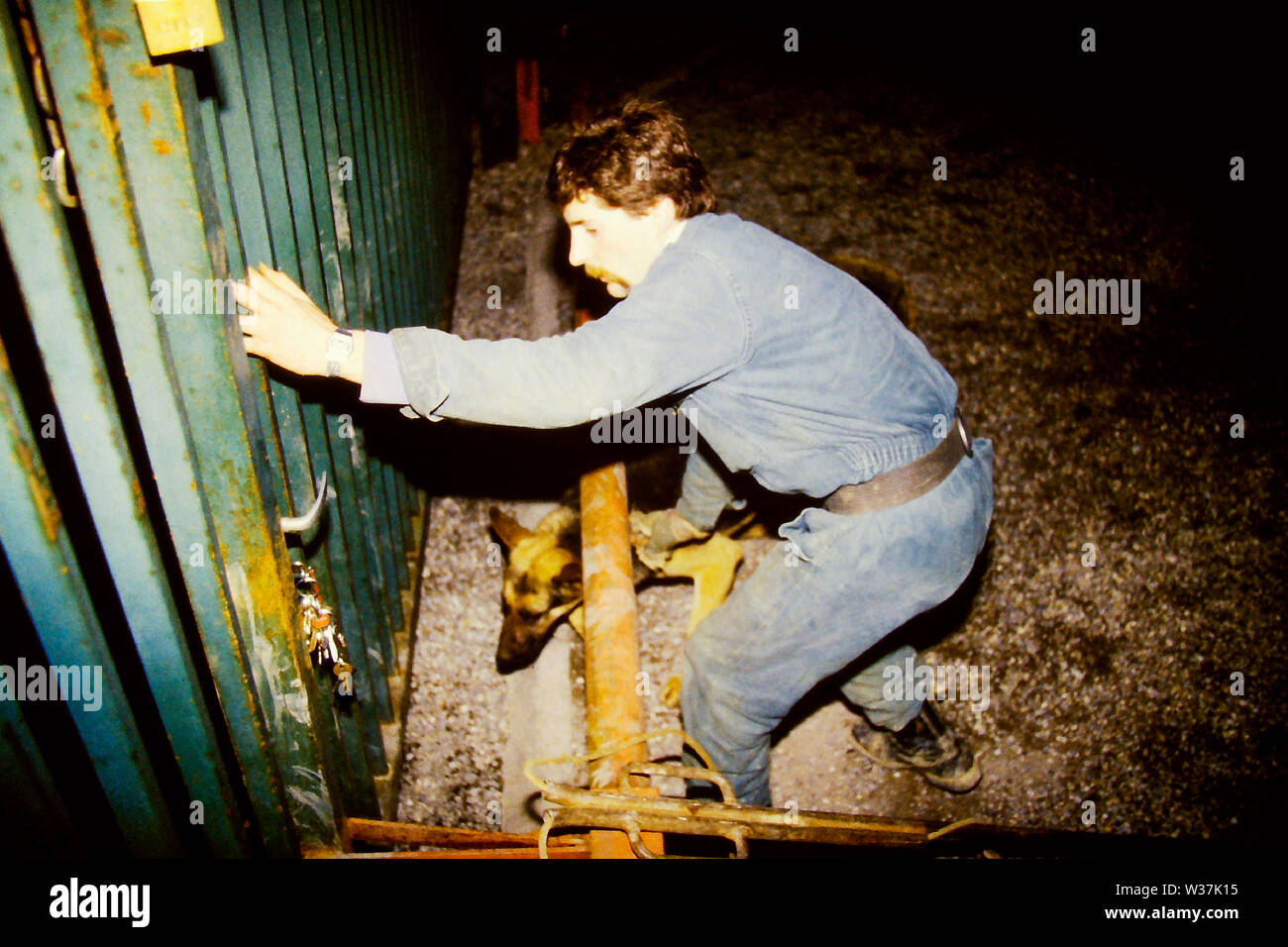 Mad killer dogs hi-res stock photography and images - Alamy