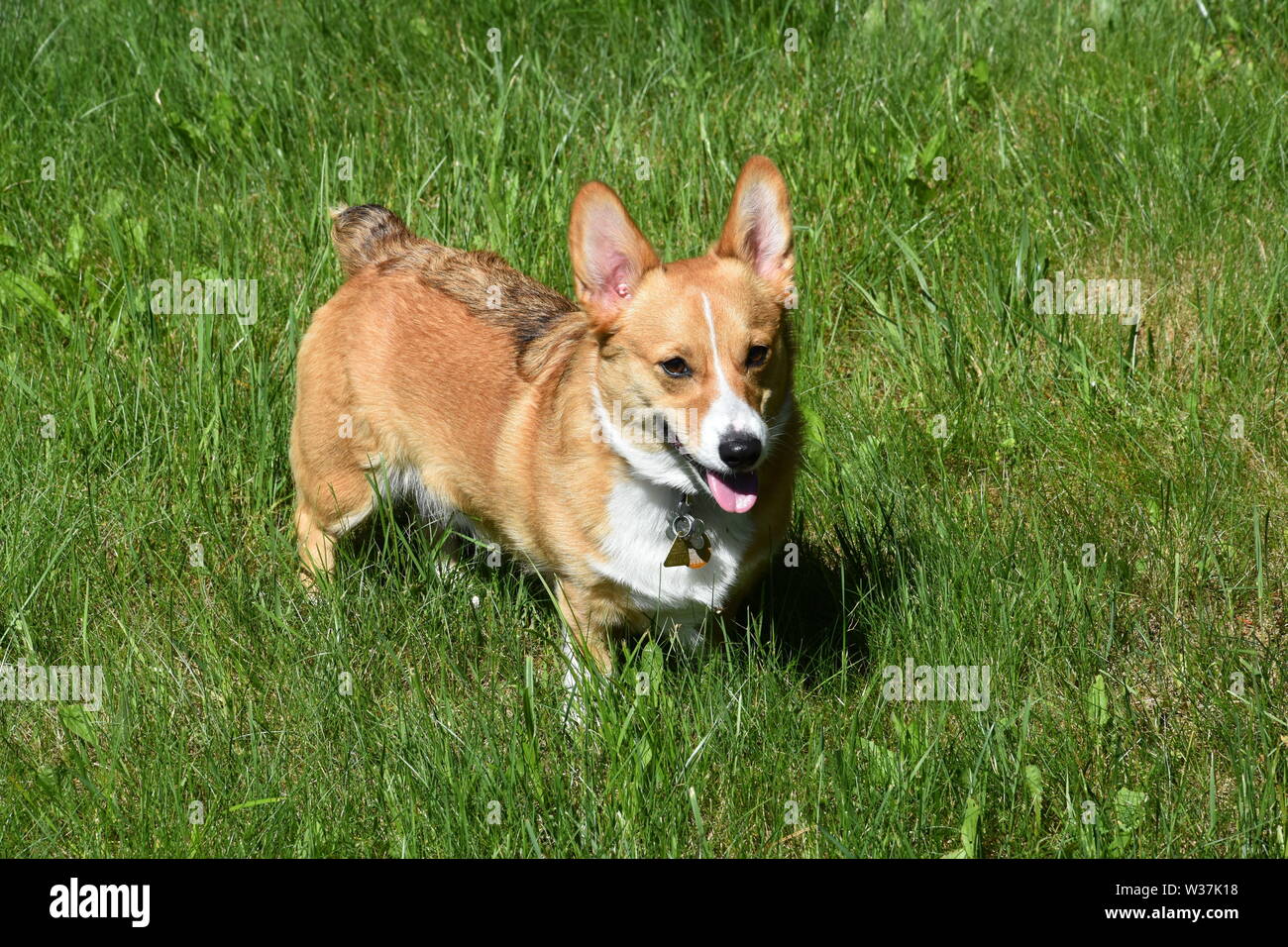 A red sable Pembroke Welsh Corgi Stock Photo - Alamy