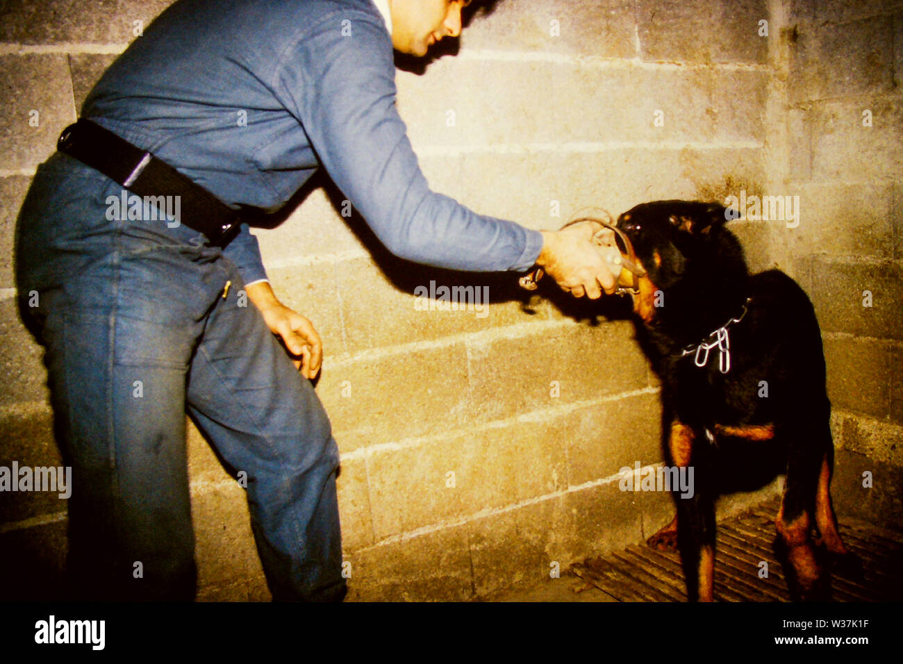 Mad killer dogs hi-res stock photography and images - Alamy