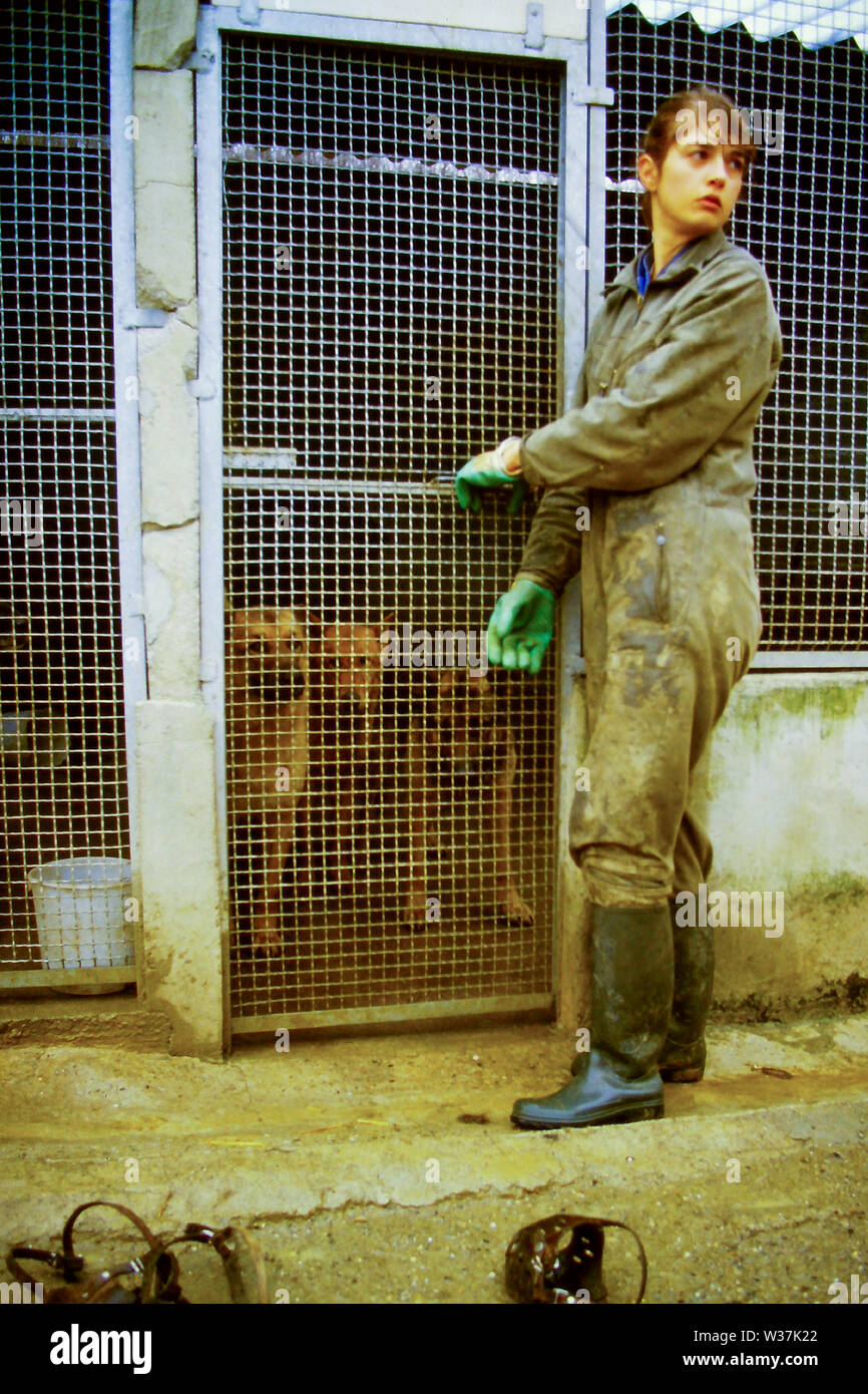 Mad killer dogs hi-res stock photography and images - Alamy