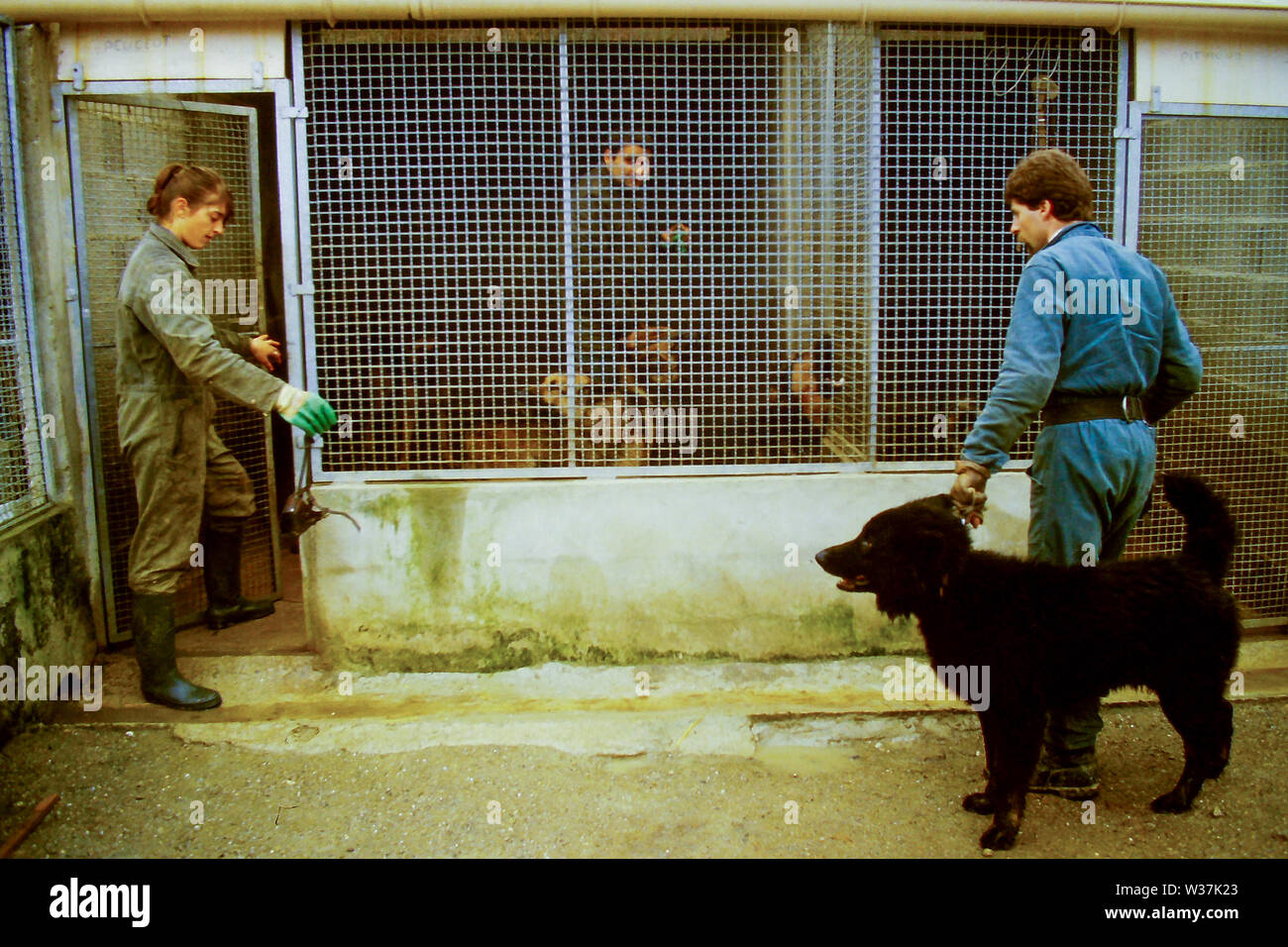 Mad killer dogs hi-res stock photography and images - Alamy