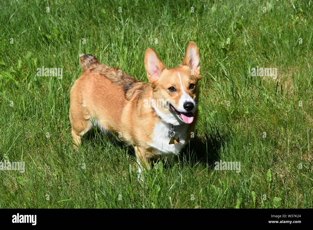 A red sable Pembroke Welsh Corgi Stock Photo - Alamy