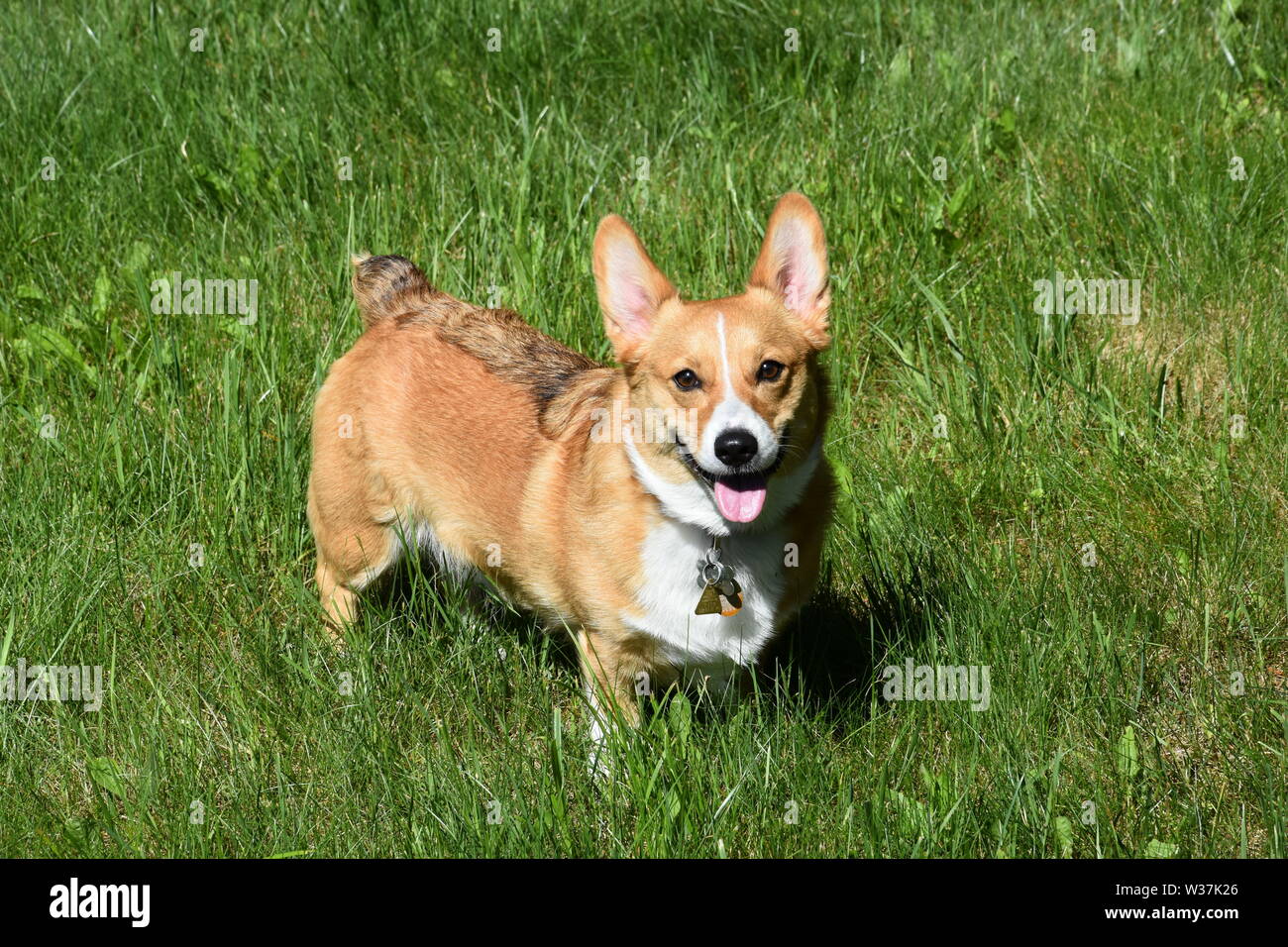 A red sable Pembroke Welsh Corgi Stock Photo - Alamy