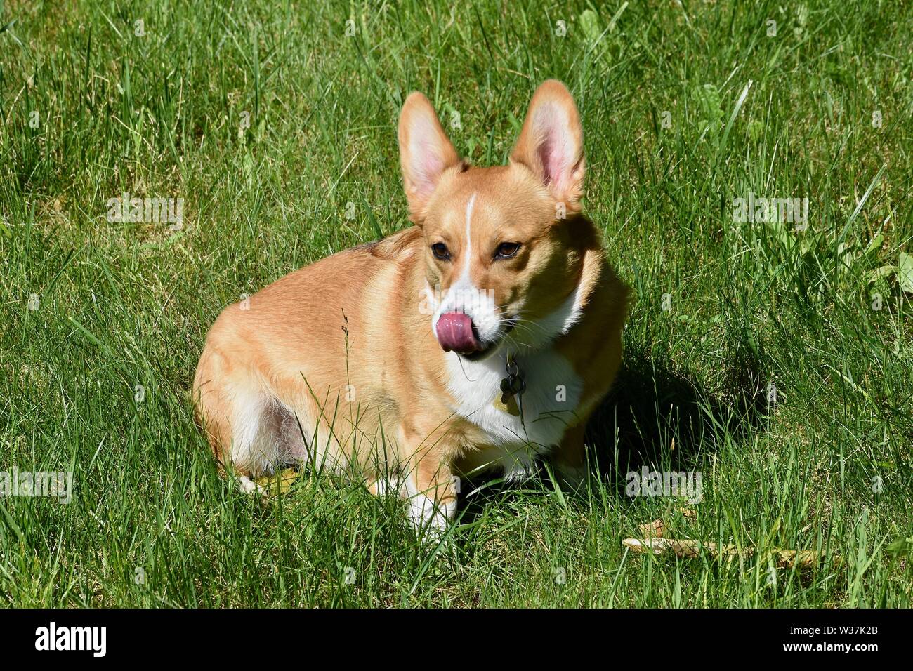 A red sable Pembroke Welsh Corgi Stock Photo - Alamy