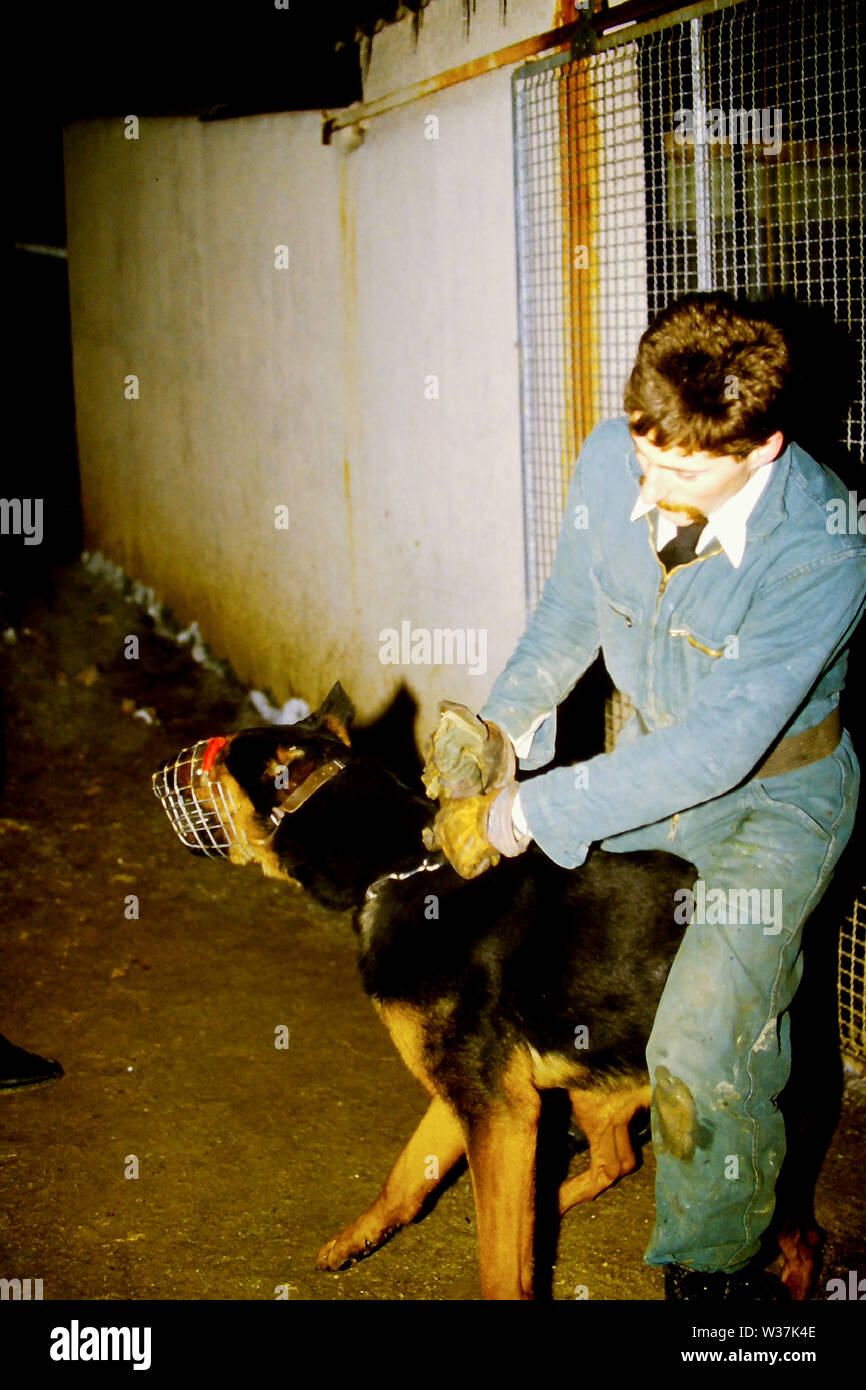 Mad killer dogs hi-res stock photography and images - Alamy