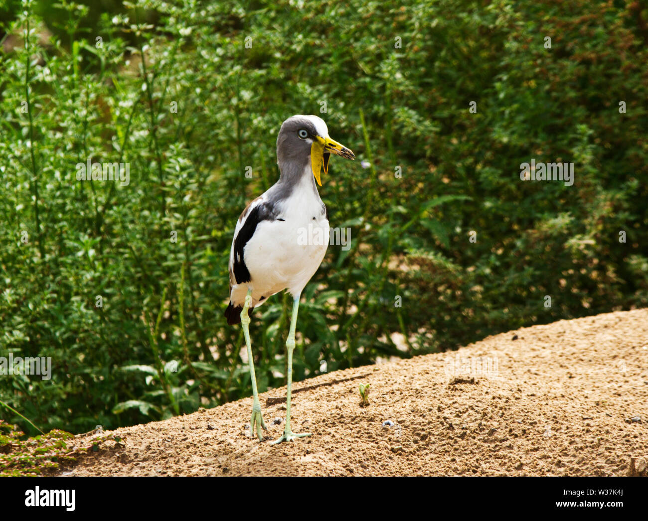 The White-crowned Lapwing is a noisy resident found along the more ...