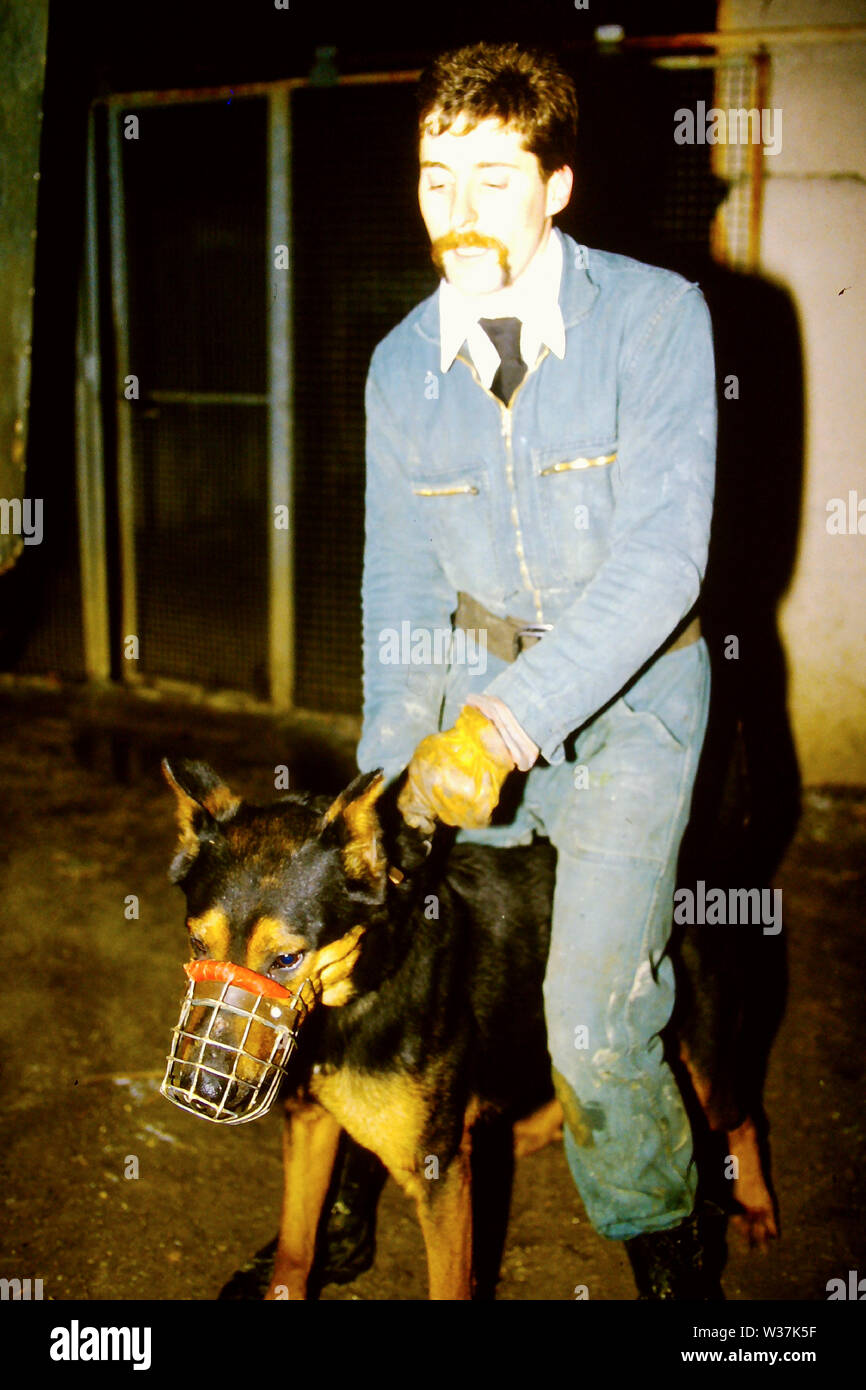 Mad killer dogs hi-res stock photography and images - Alamy