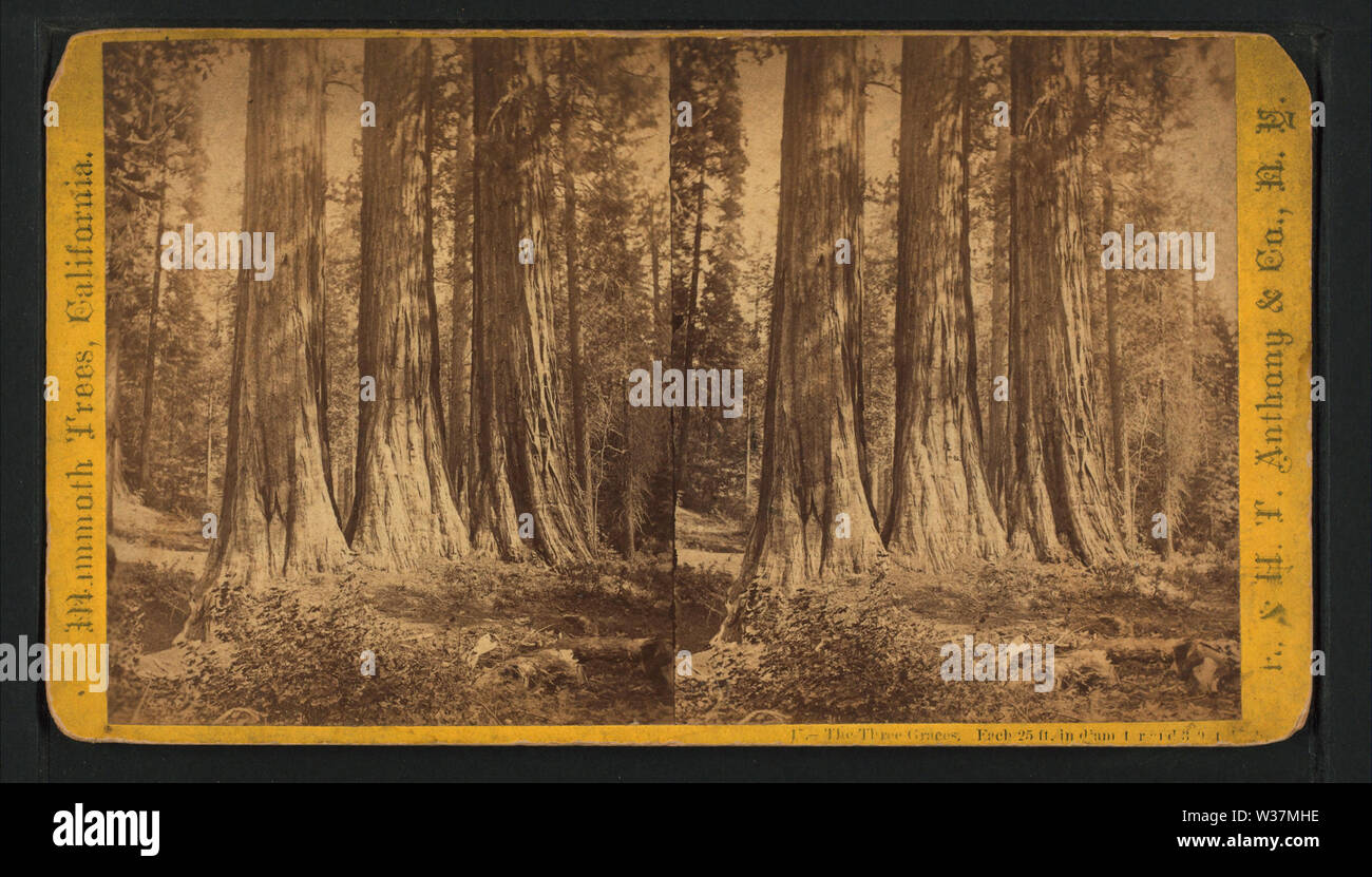 The Three Graces, Fach 25 ft in diameter, by E & HT Anthony (Firm Stock ...