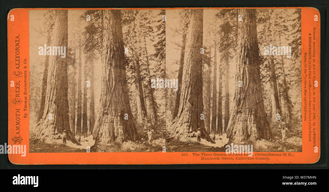 The Three Graces, 272 feet high, circumference 32 feet, Mammoth Grove ...