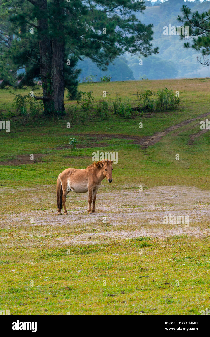 Lonely brown horse standing hi-res stock photography and images - Alamy