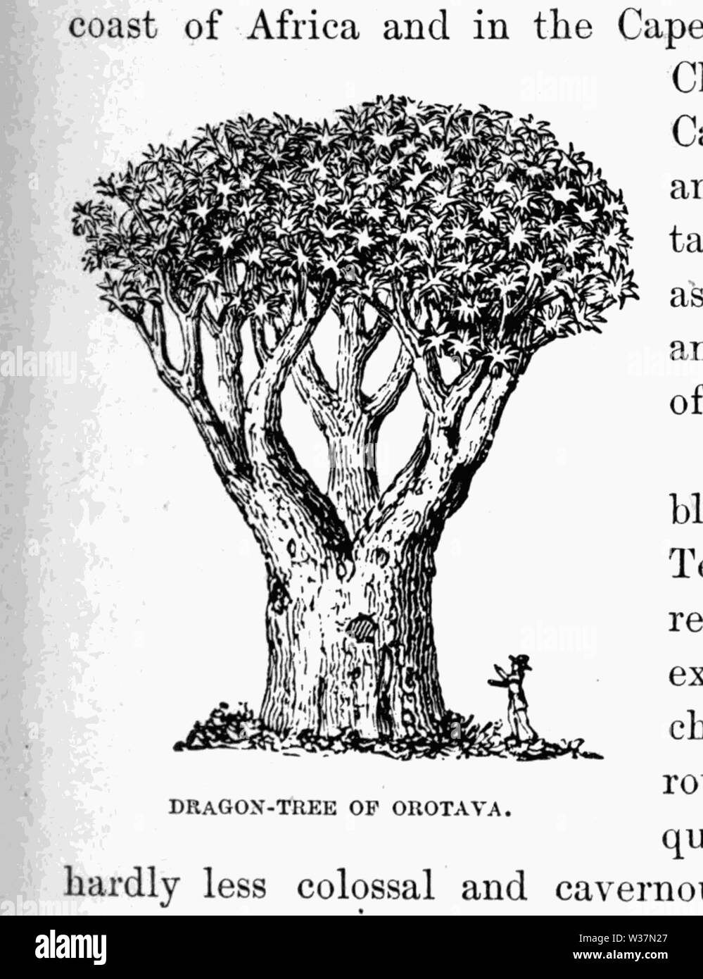 Botanical world Black and White Stock Photos & Images - Alamy