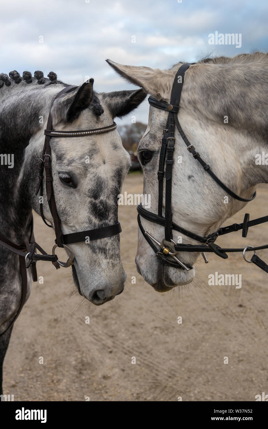 Two horse heads hi-res stock photography and images - Alamy