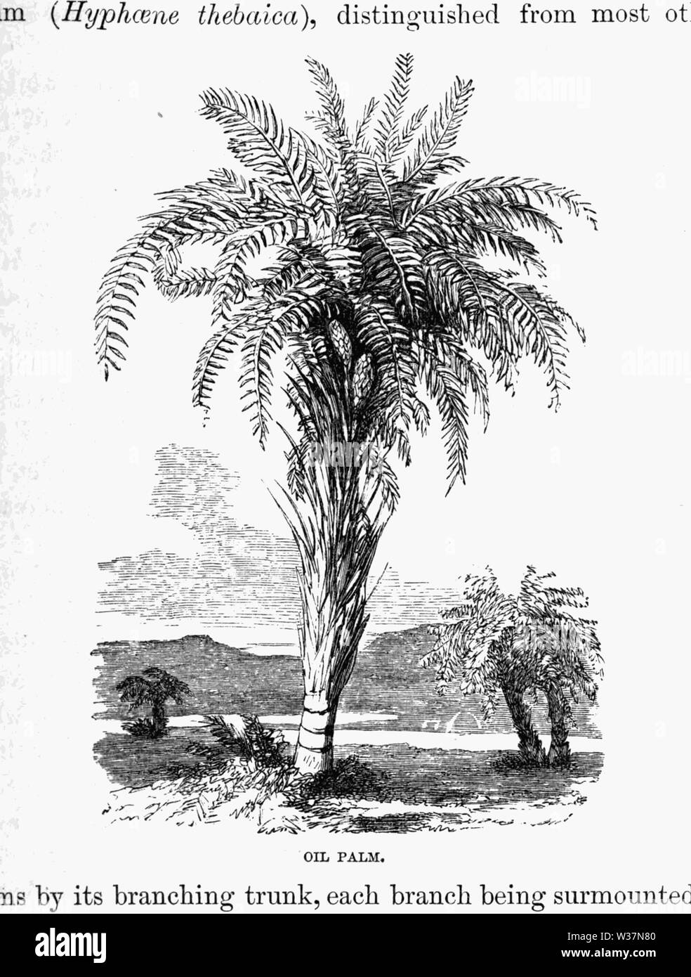 Tropical deforestation Black and White Stock Photos & Images - Alamy