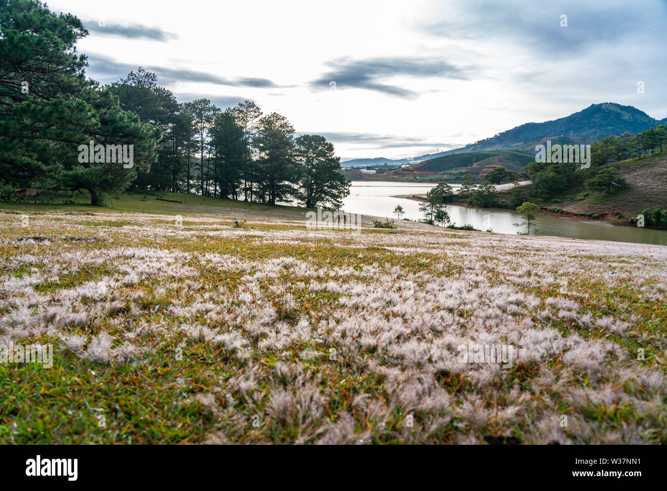 Beautiful pink grass valley and pine trees on lakeside Stock Photo - Alamy