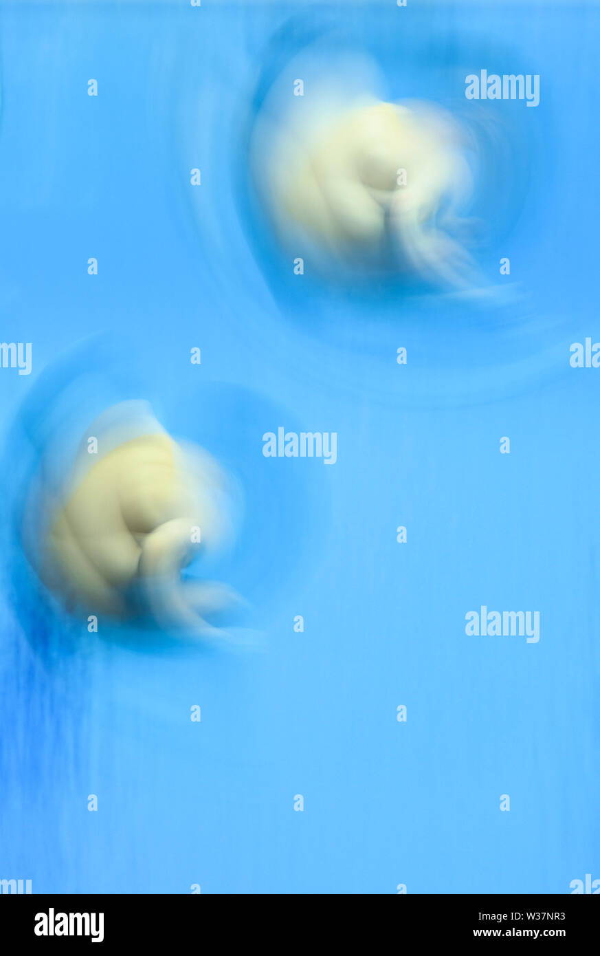 Gwangju, South Korea. 13th July, 2019. Silver medalists Daniel ...