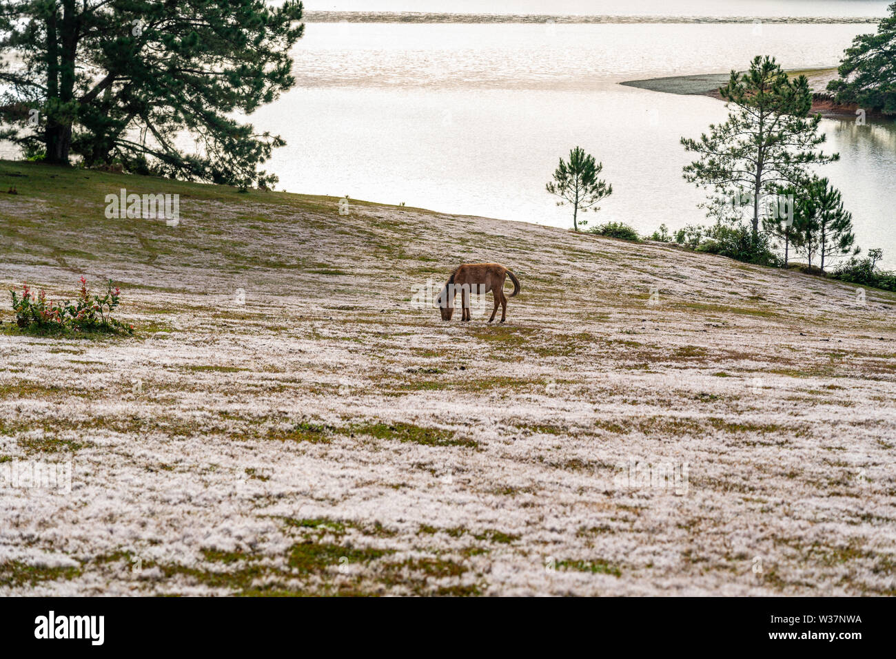 Wandering pony hi-res stock photography and images - Alamy