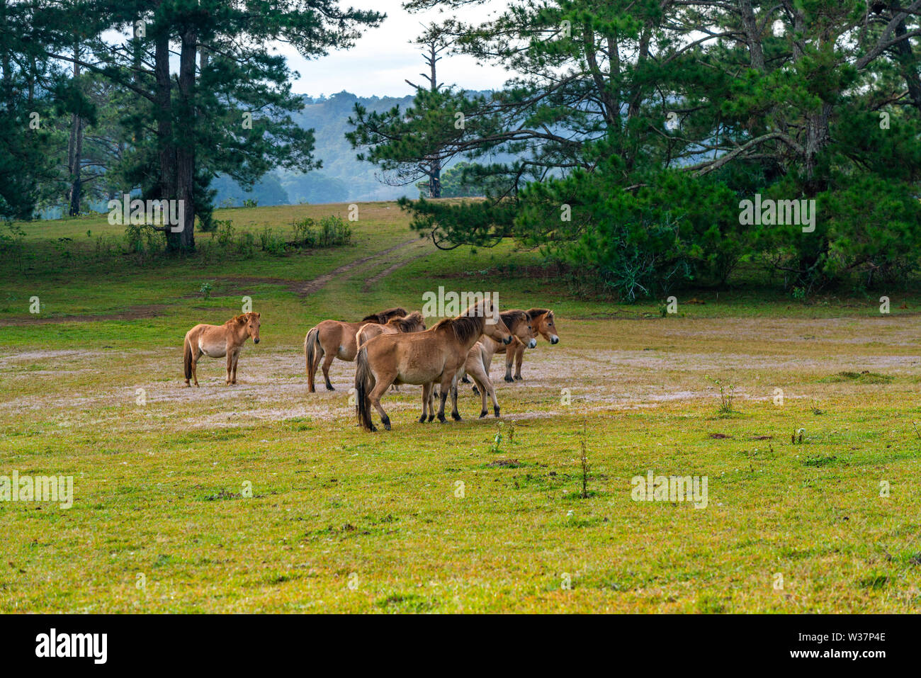 Group of wild horses on the green pasture Stock Photo - Alamy