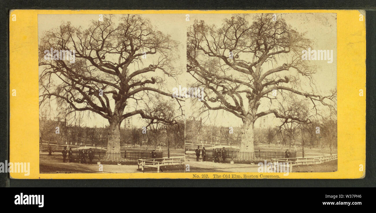 Old elm boston common hi-res stock photography and images - Alamy