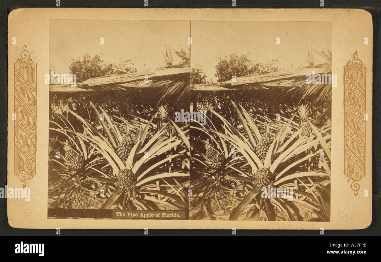 The pine apple of Florida, from Robert N Dennis collection of ...
