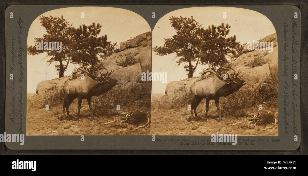 The whistling elk whose weird, flute-like cry echoes from hill to hill ...