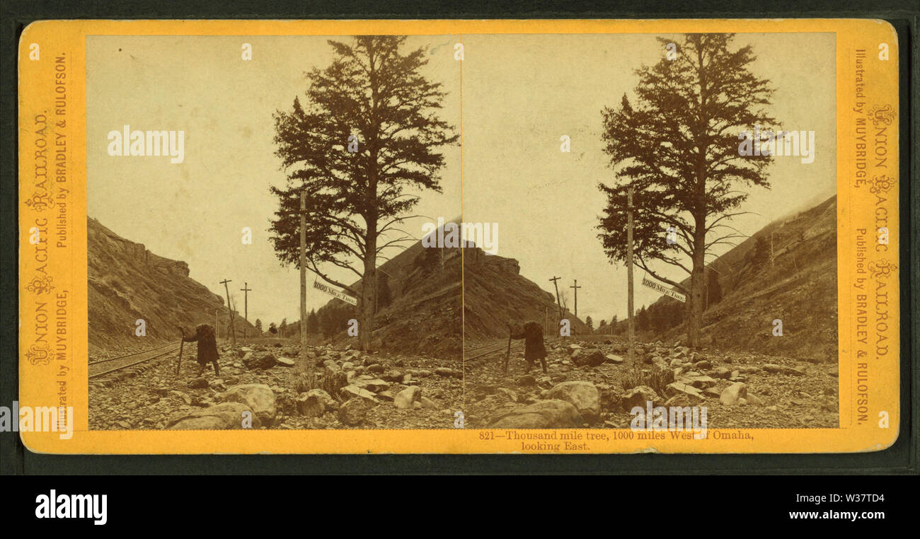 Thousand mile tree, 1000 miles West of Omaha, by Muybridge, Eadweard ...