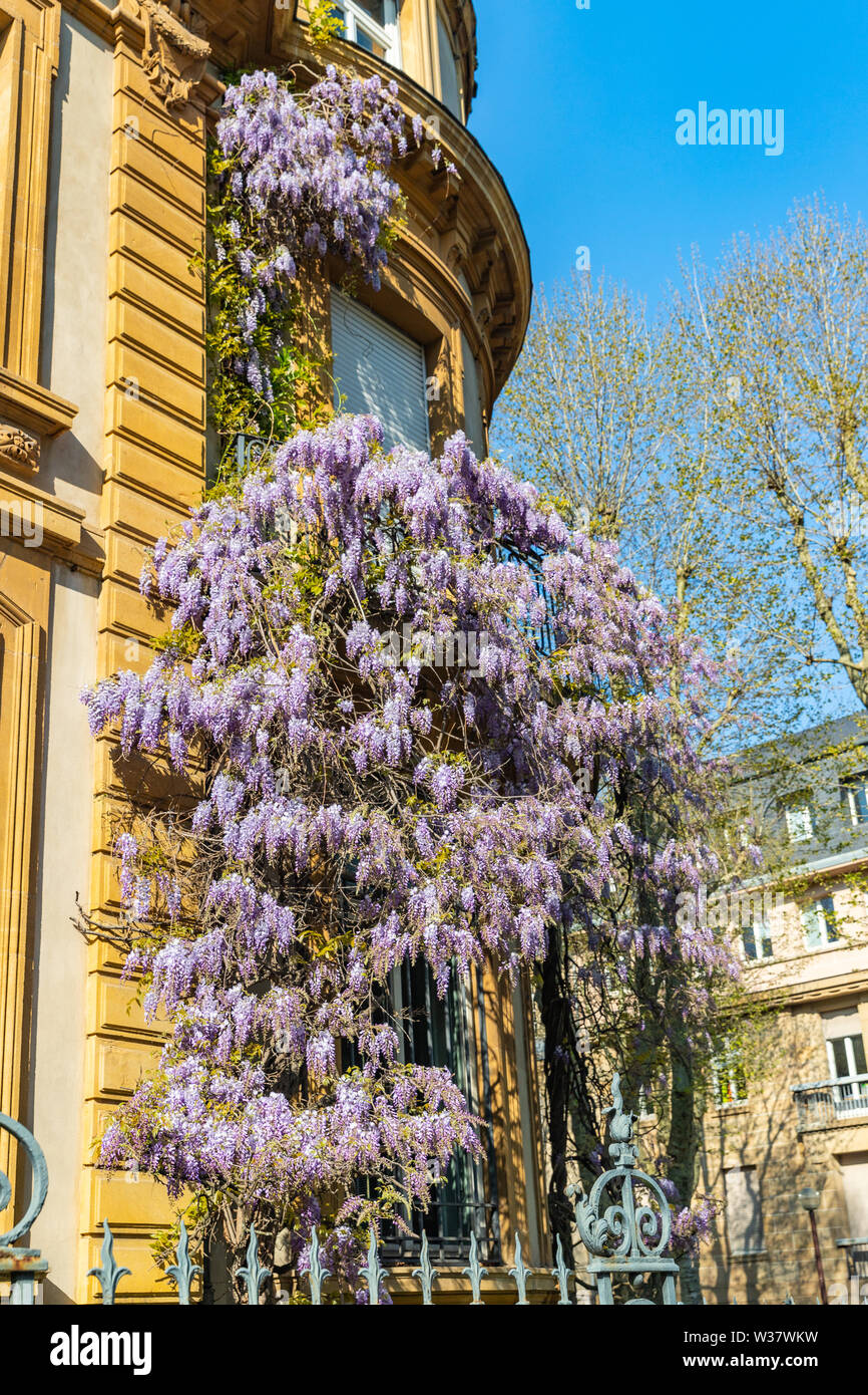 Building with violet vine in Metz, France Stock Photo - Alamy