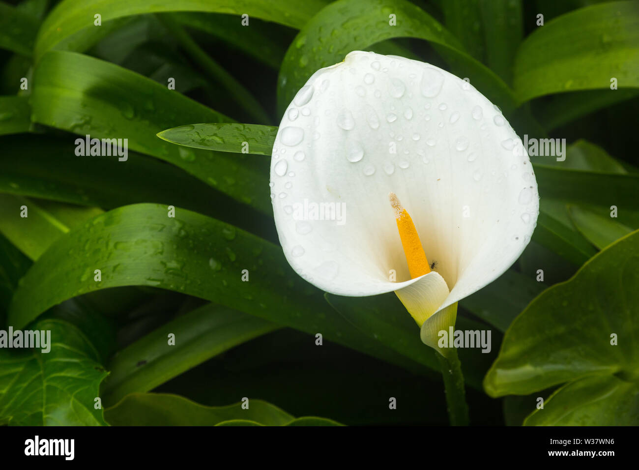 White calla lily flower by green foliage in the gardens of the UNESCO ...