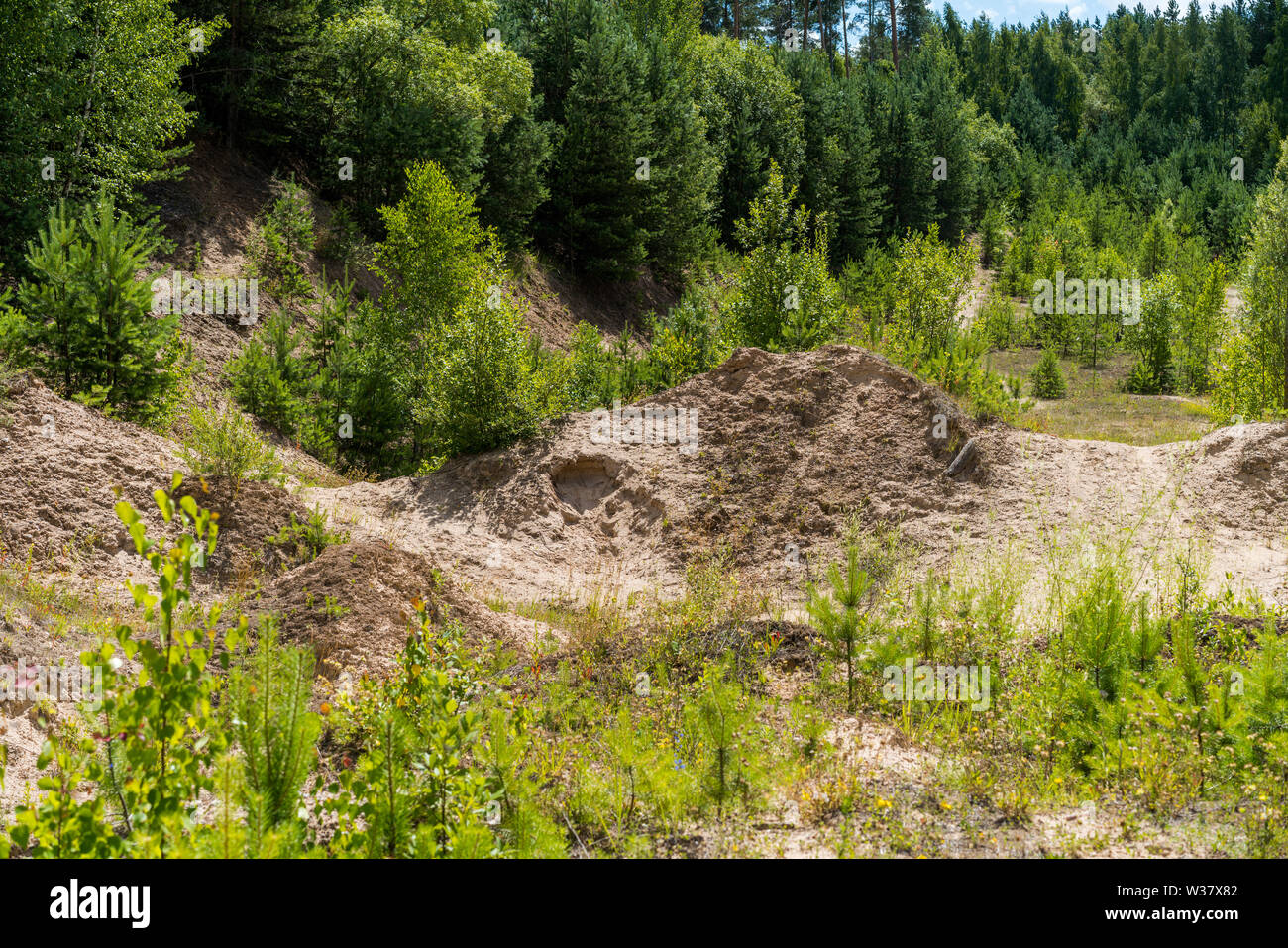 landscape of forest and sand quarry in Lithuania Stock Photo - Alamy