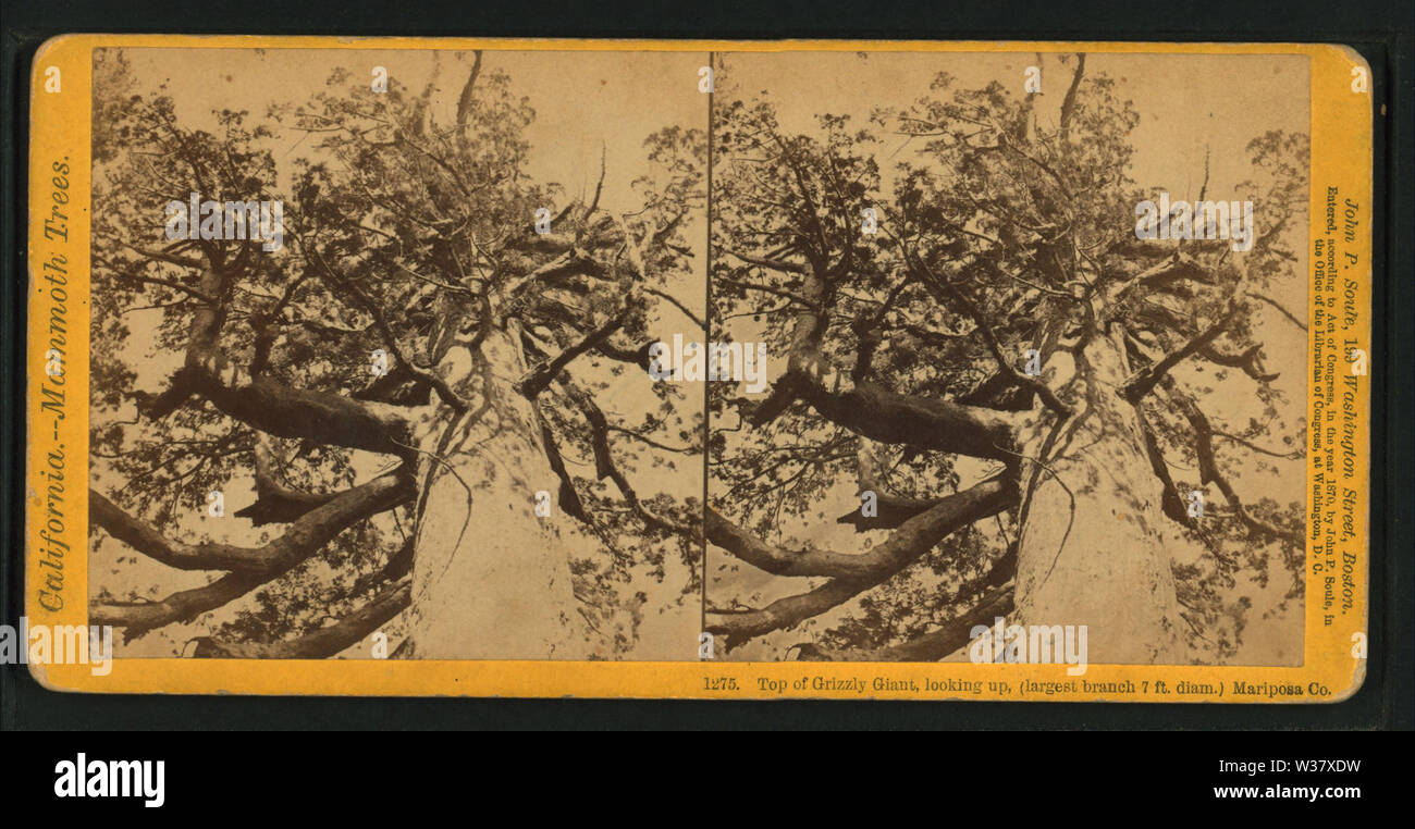 Top of Grizzly Giant, looking up,(largest branch 7 feet diam) Mariposa ...