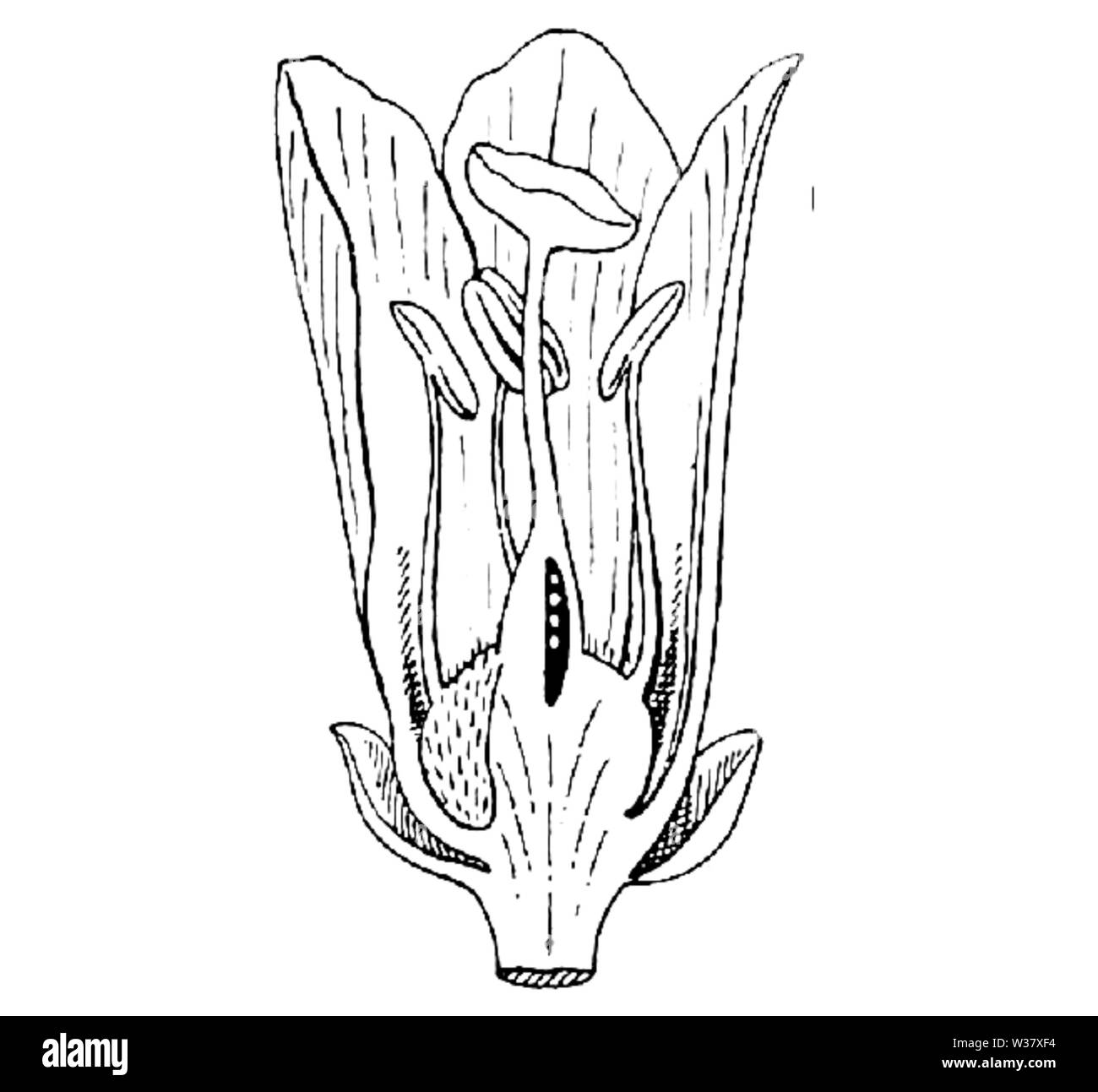 Toona sureni flower Stock Photo - Alamy