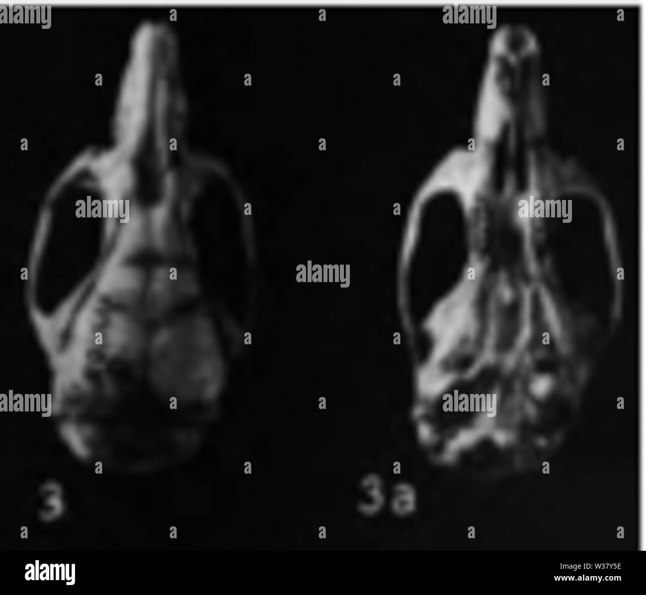 Skull identification Black and White Stock Photos & Images - Alamy