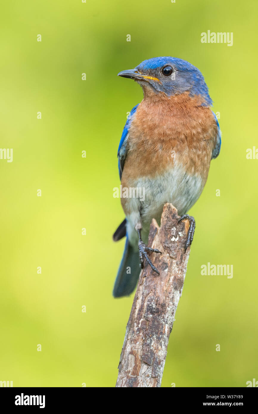 Blue birds eastern bluebird hi-res stock photography and images - Alamy