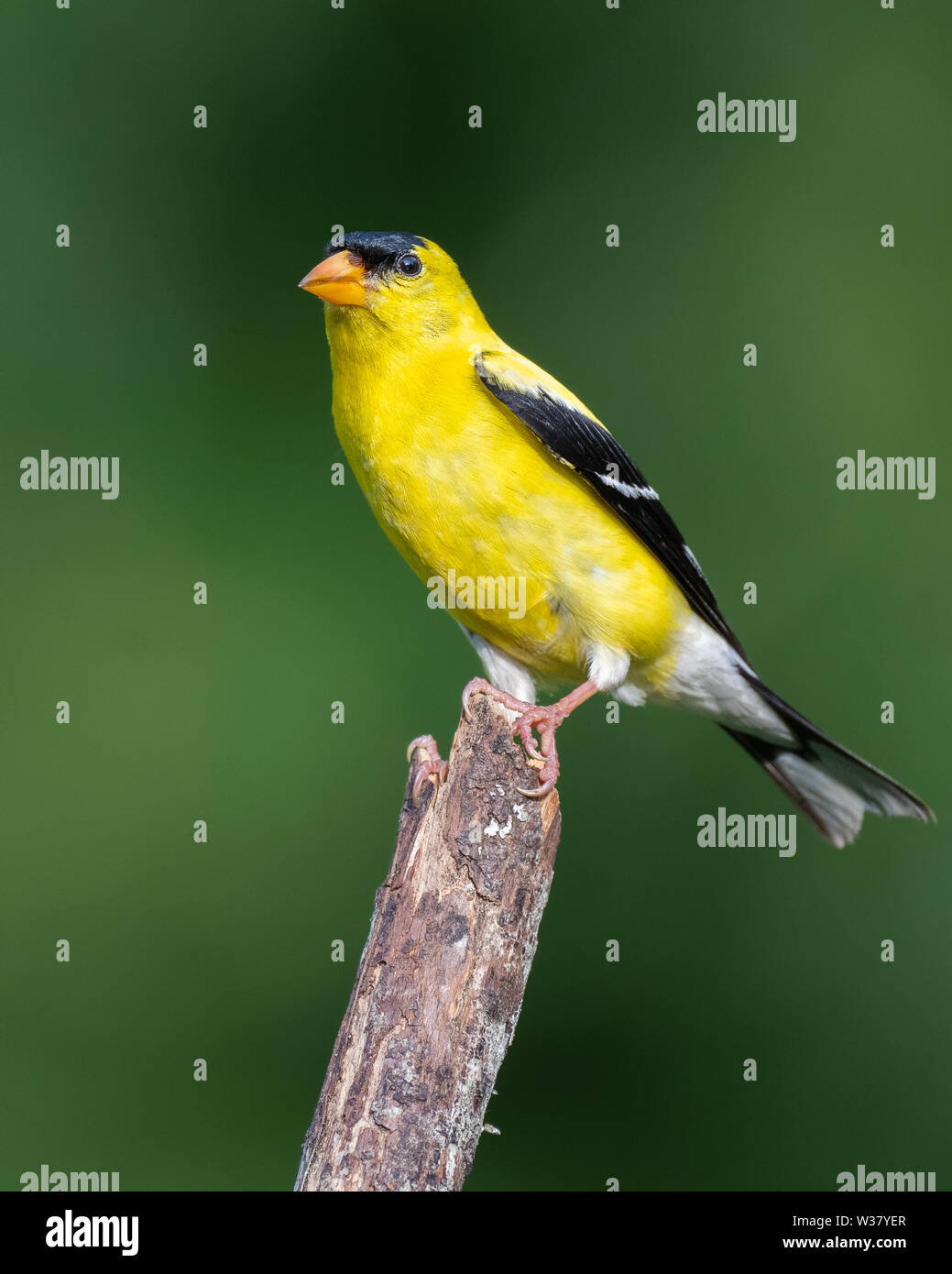 North american finch hi-res stock photography and images - Alamy