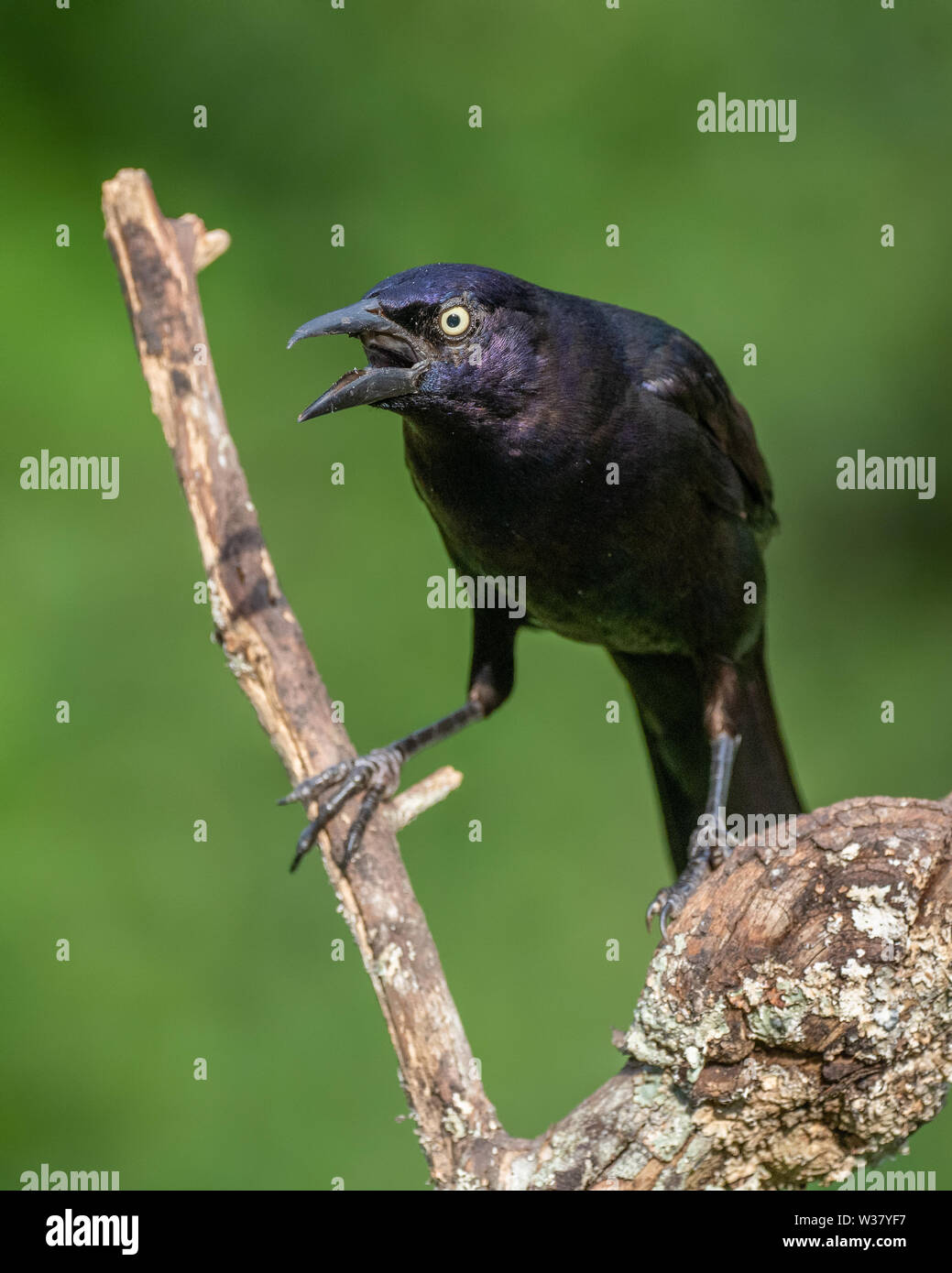 Grackle tail hi-res stock photography and images - Alamy