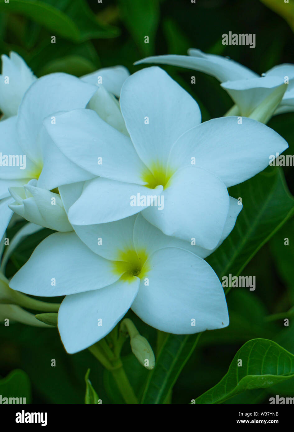 White Flower portrait in the rooftop garden Stock Photo - Alamy